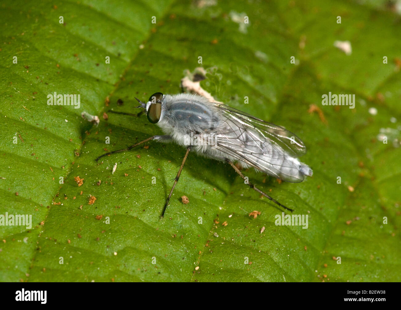 Stiletto Fly High Resolution Stock Photography and Images - Alamy