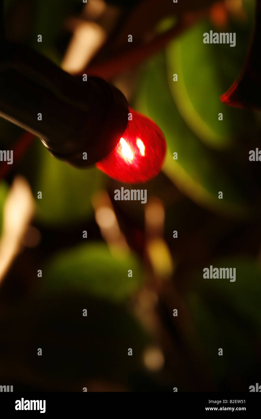 one bright red bulb in dark tree at night Stock Photo - Alamy