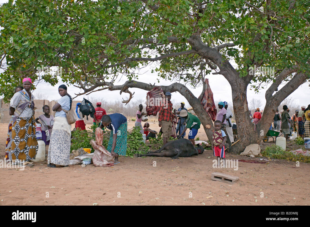 An outdoor butchery on the outskirts of Mapai with a dead cow lying in ...