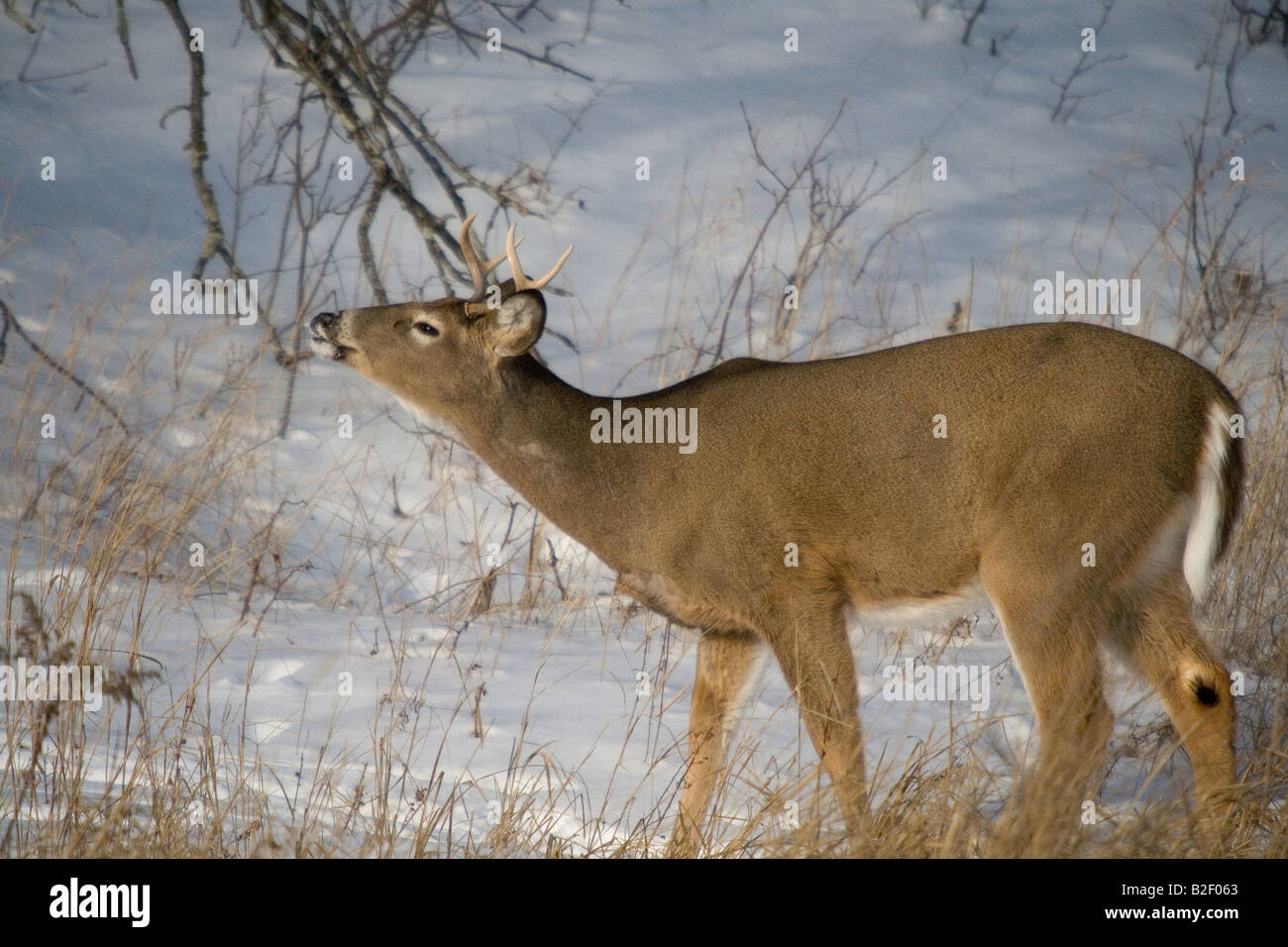 Buck performing flehmen hi-res stock photography and images - Alamy