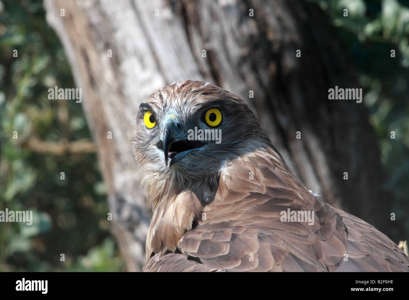 Short Toed Eagle Circaetus gallicus, France Stock Photo - Alamy