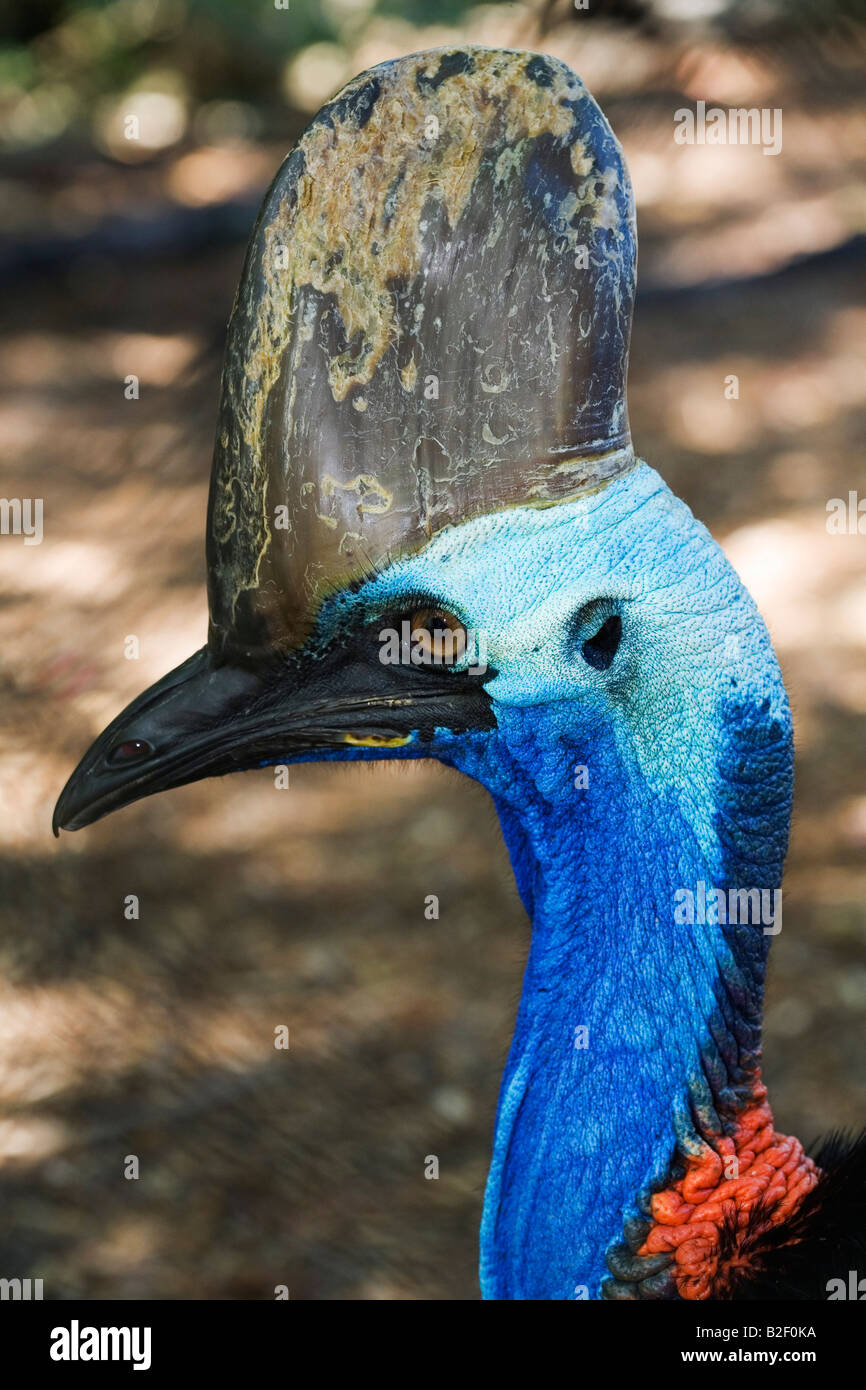Southern Cassowary (Casuarius casuarius johnsonii Stock Photo - Alamy