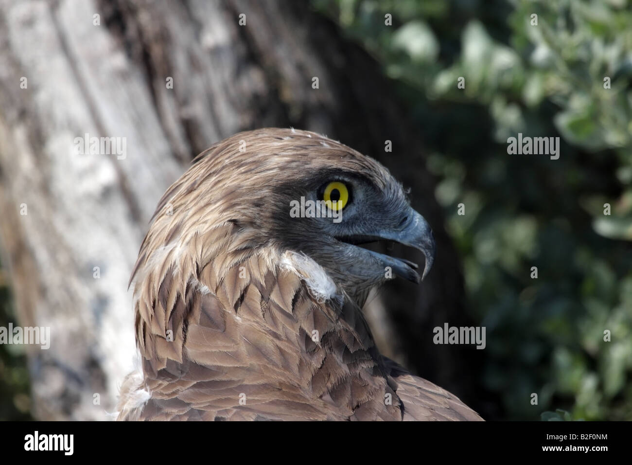 Short Toed Eagle Circaetus gallicus, France Stock Photo - Alamy
