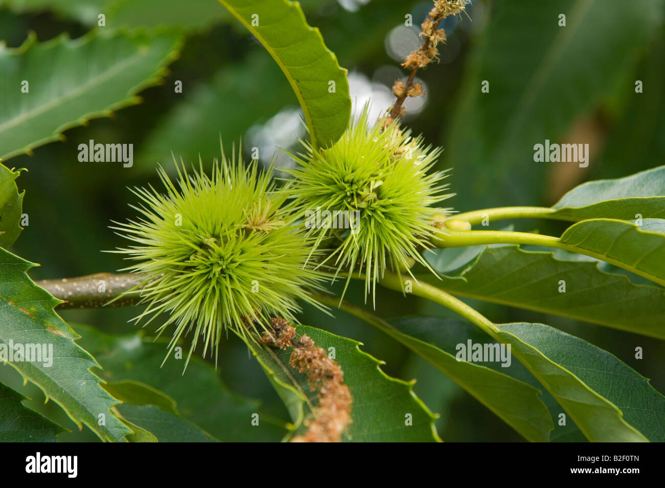Castania Sativa Sweet Chestnut tree Stock Photo - Alamy