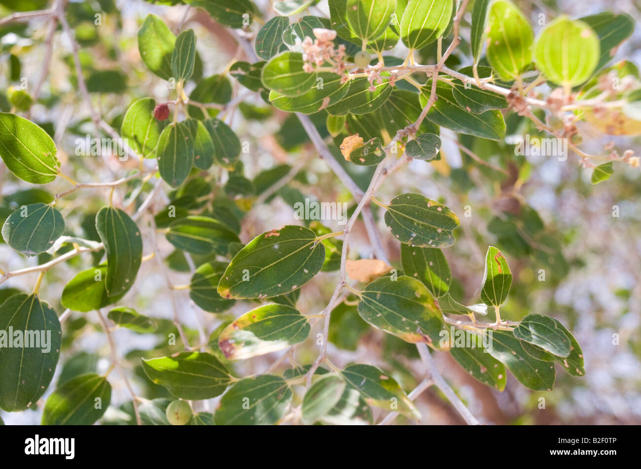Jerusalem thorn tree hi-res stock photography and images - Alamy