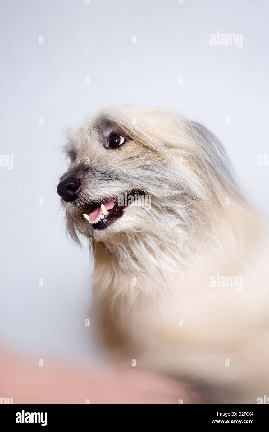 studio portrait isolated of young man and his labrit dog Stock Photo ...