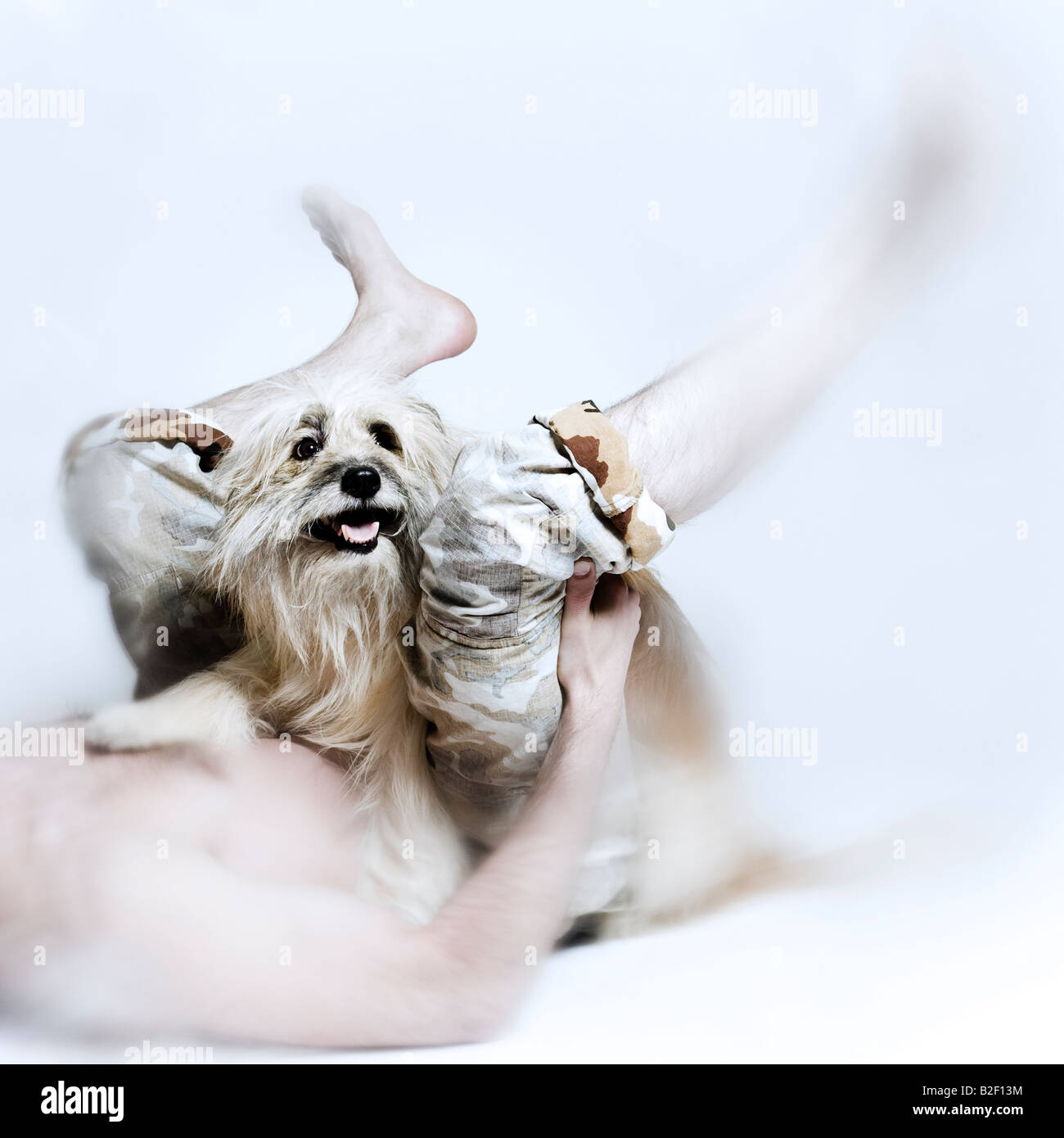 studio portrait isolated of young man and his labrit dog Stock Photo ...