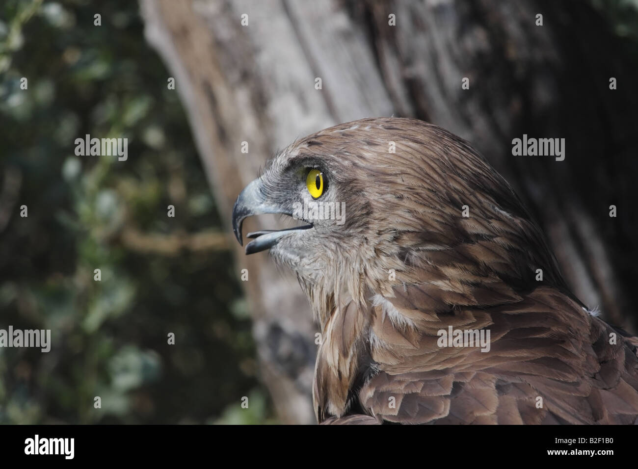 Short Toed Eagle Circaetus gallicus, France Stock Photo - Alamy