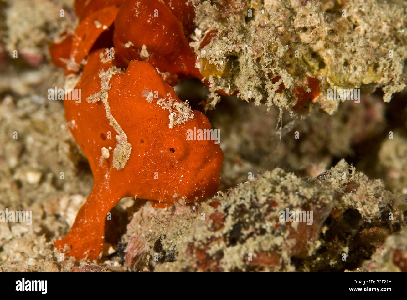 Pygmy frogfish hi-res stock photography and images - Alamy