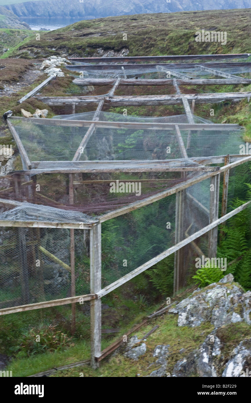 Conservation and research Birds Capture Cage for bird ringing Fair Isle ...