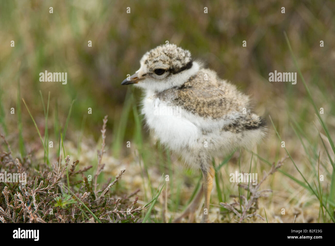 Juvenile ringed plover hi-res stock photography and images - Alamy