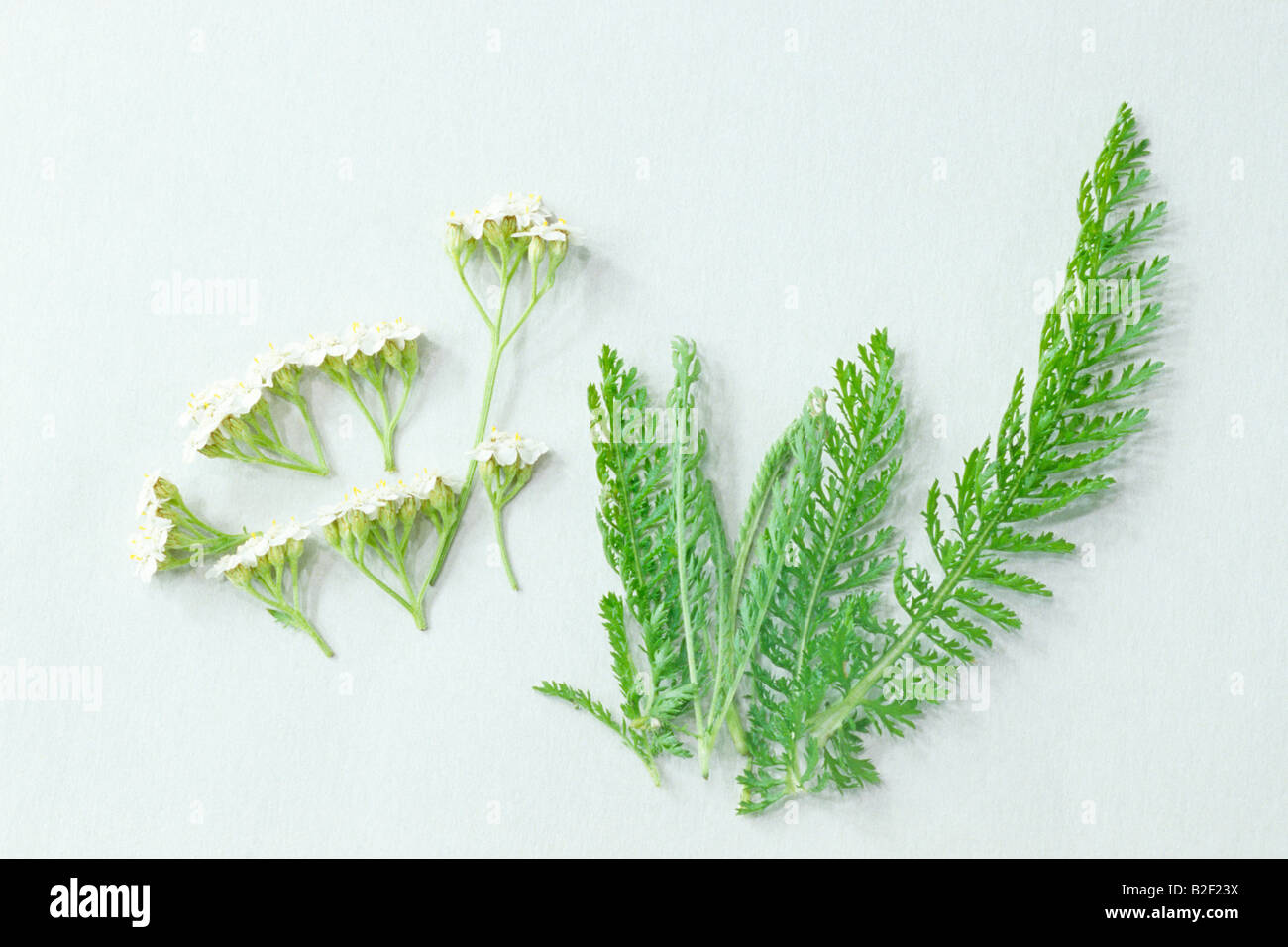 Common Yarrow (Achillea millefolium), flowers and leaves Stock Photo ...