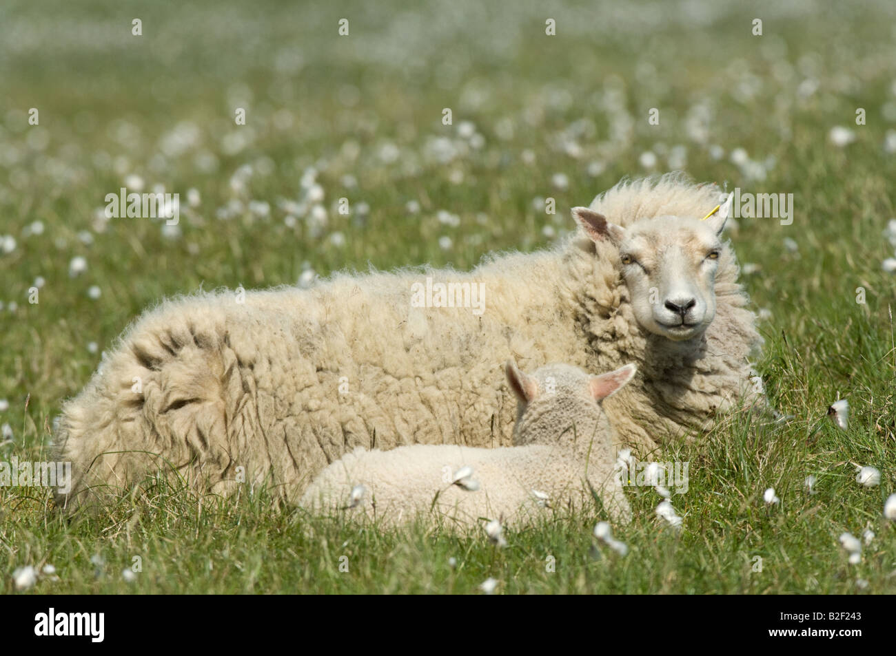 Shetland Sheep White Ewe with lamb resting among cotton grass Hermaness ...