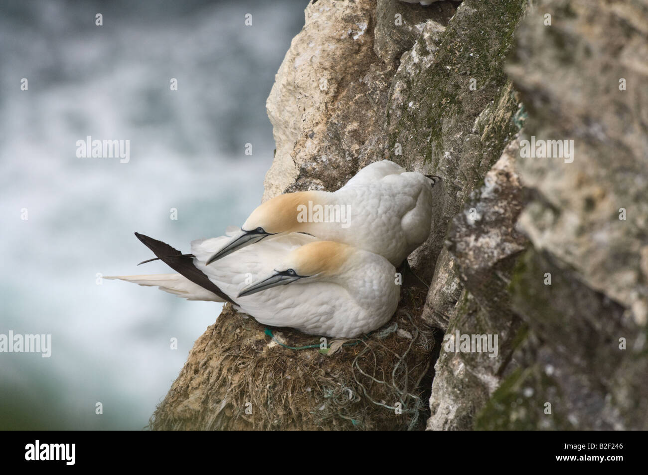Birds defending nest hi-res stock photography and images - Alamy