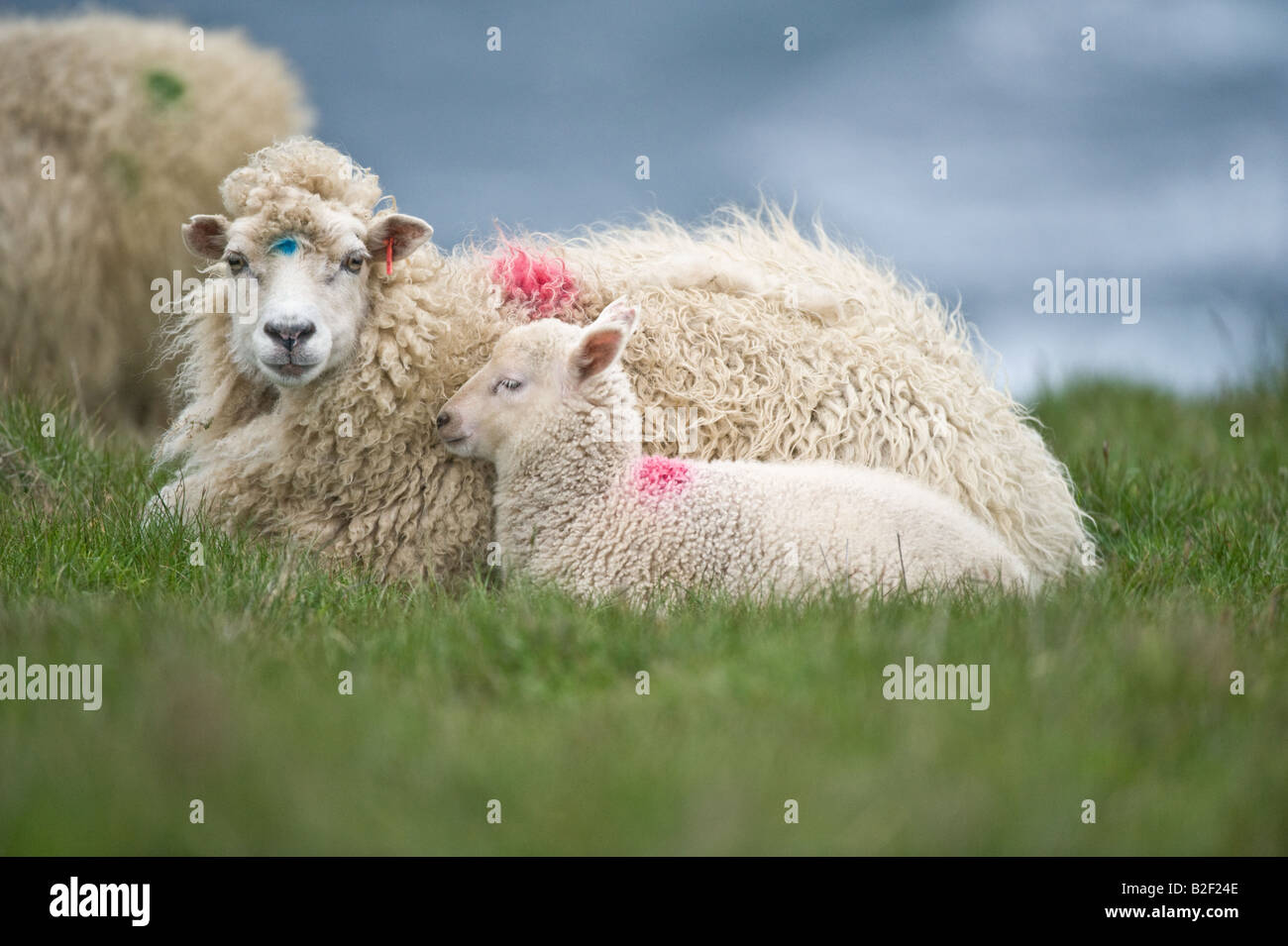 Shetland Sheep White Ewe with lamb resting on the cliff edge Hermaness ...