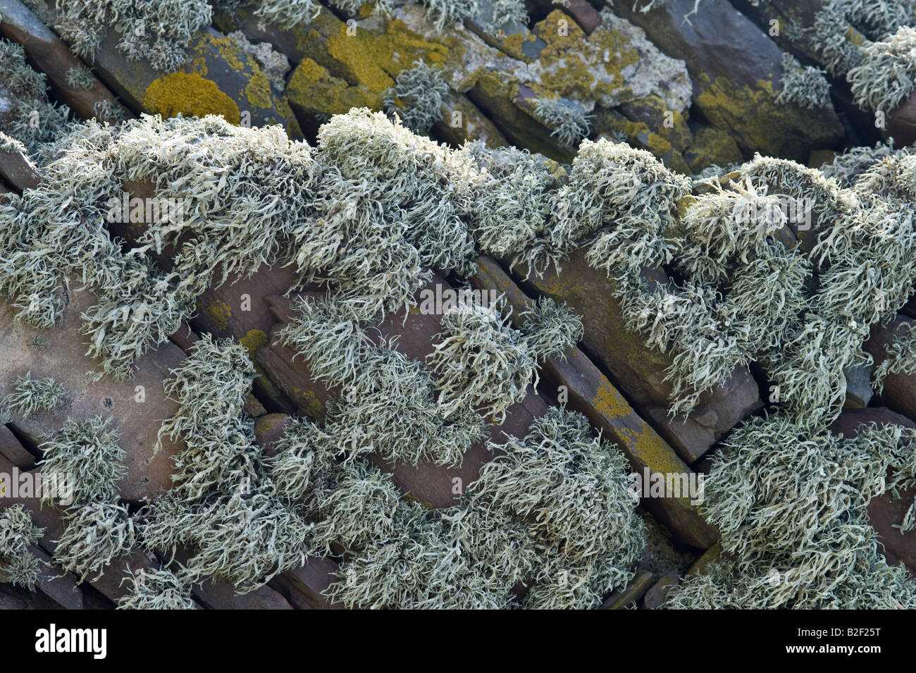 Croft wall detail: Lichen growing on the wall of abandent croft Mousa ...