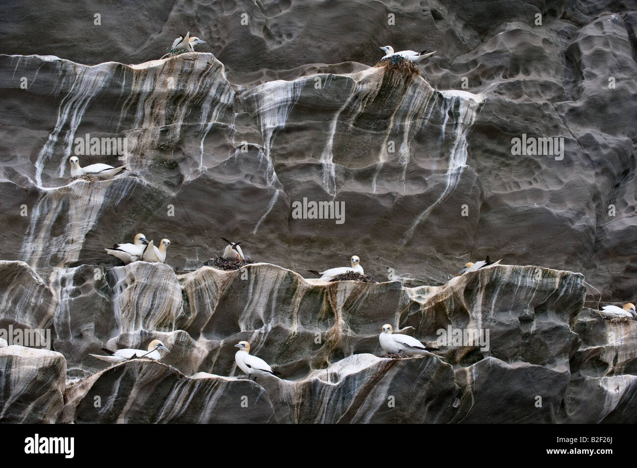 Cliff nesting british birds hi-res stock photography and images - Alamy