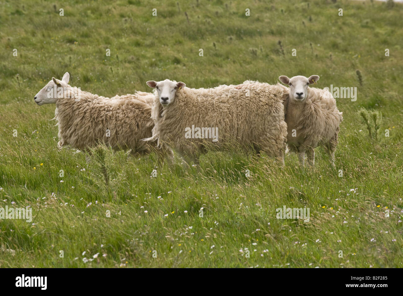 Shetland Sheep White Ewes on pasture Shetland Islands Scotland UK Europe Stock Photo - Alamy