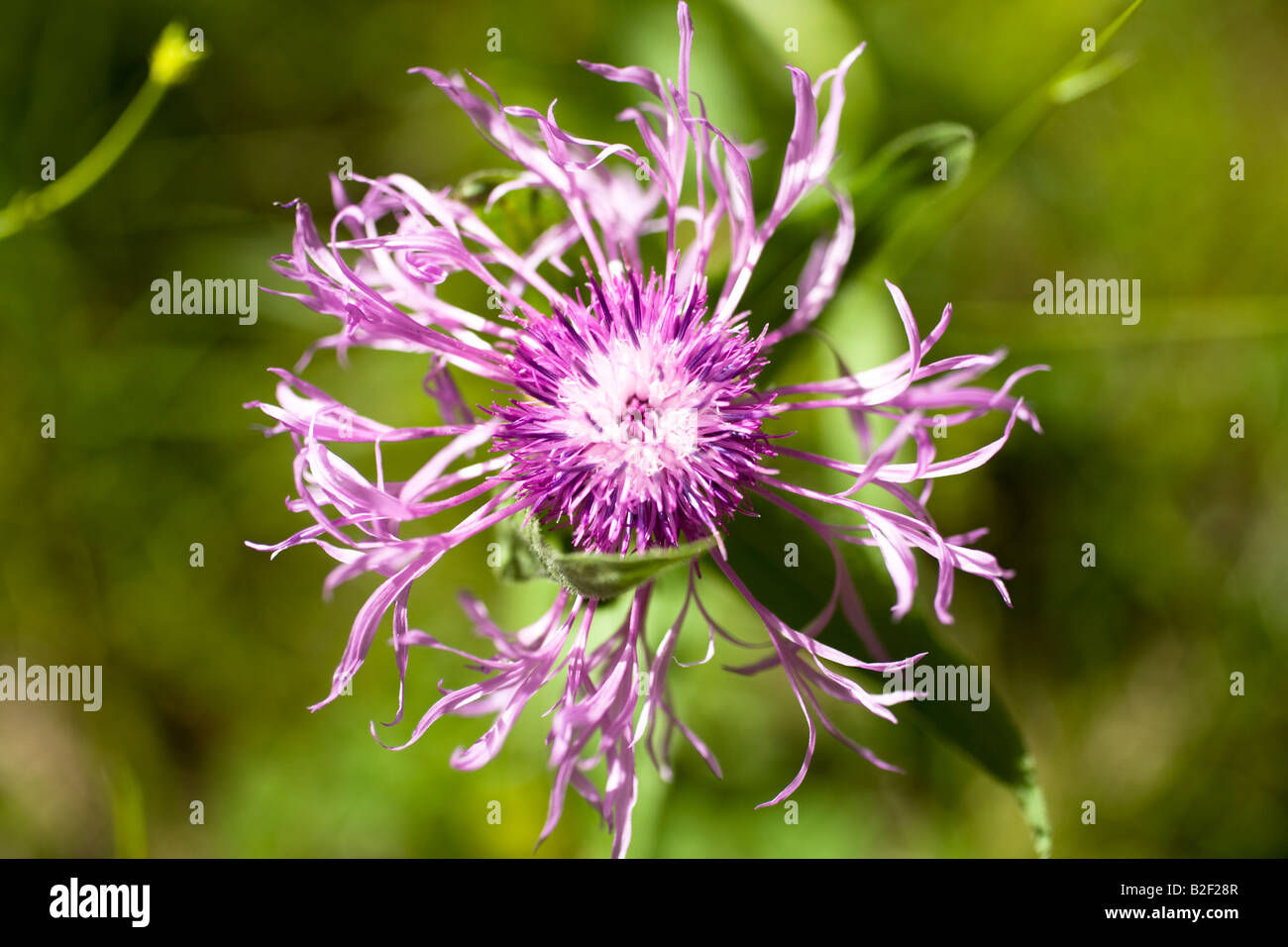 Alpine pink flower dianthus family hi-res stock photography and images ...