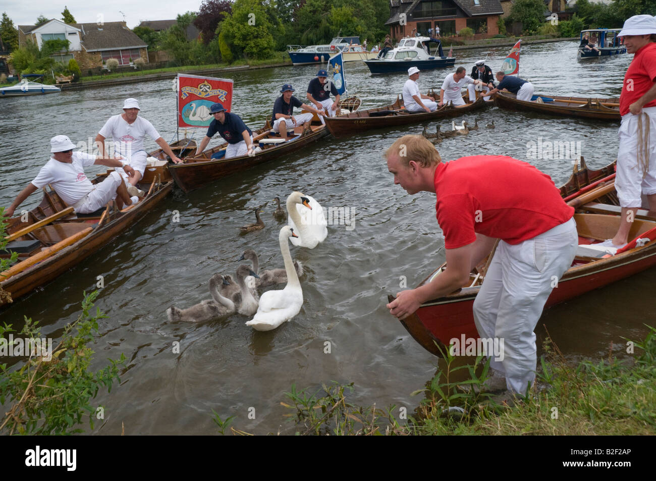 The circle of boats is almost closed around the swans and the uppers ...