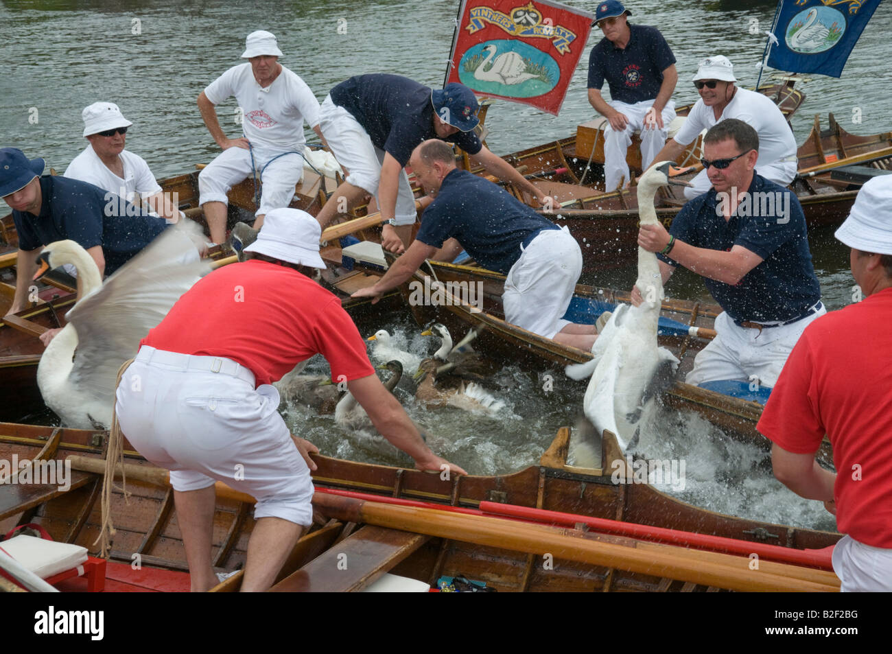 The uppers grab the swans by the neck and lift them out of the water ...