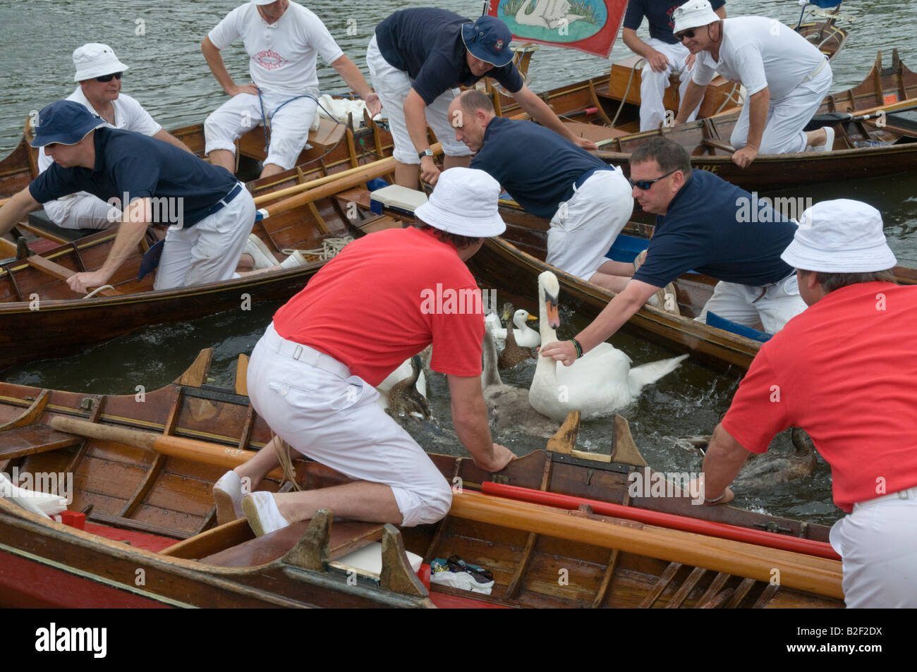 The swans are now in a narrow triangle of water. Uppers reach out to ...