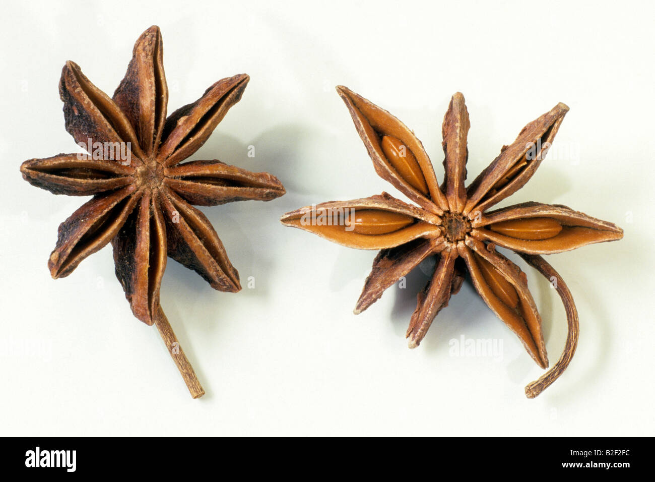 Aniseed Tree, Star Anise (Illicium verum), fruit, studio picture Stock ...