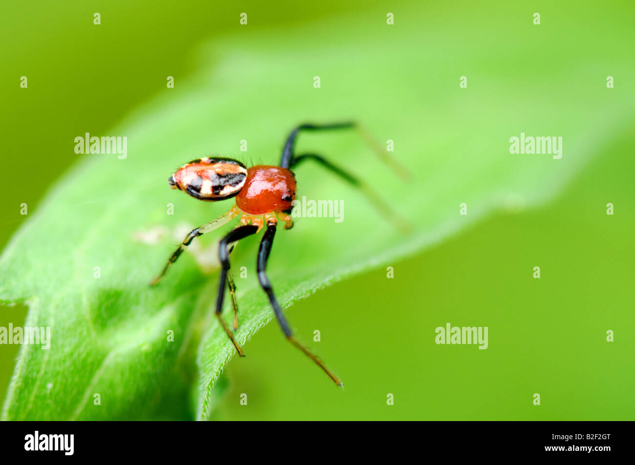 A red crab spider moving on leaf of weed Stock Photo - Alamy