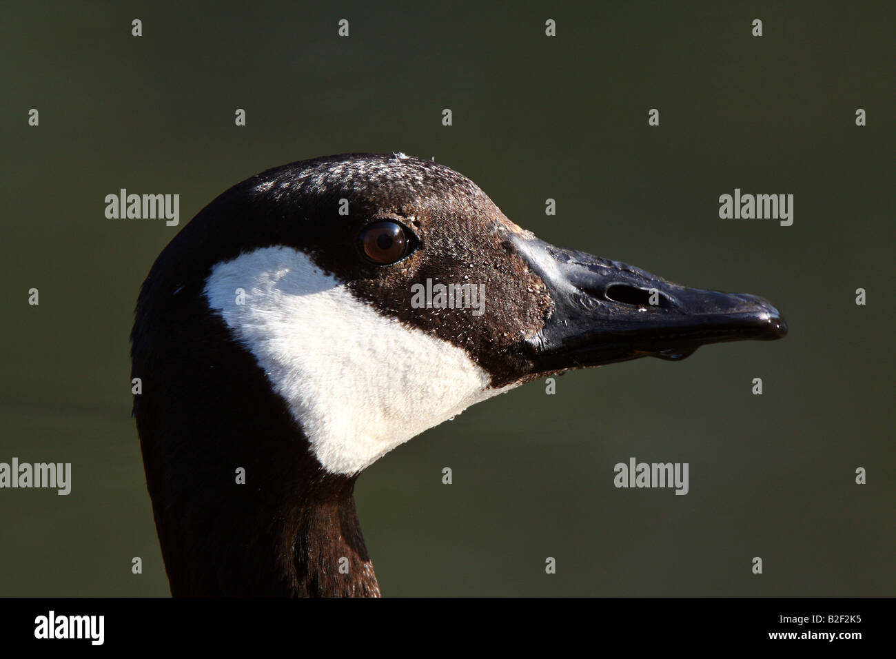 Close up of adult Canada Goose Stock Photo - Alamy