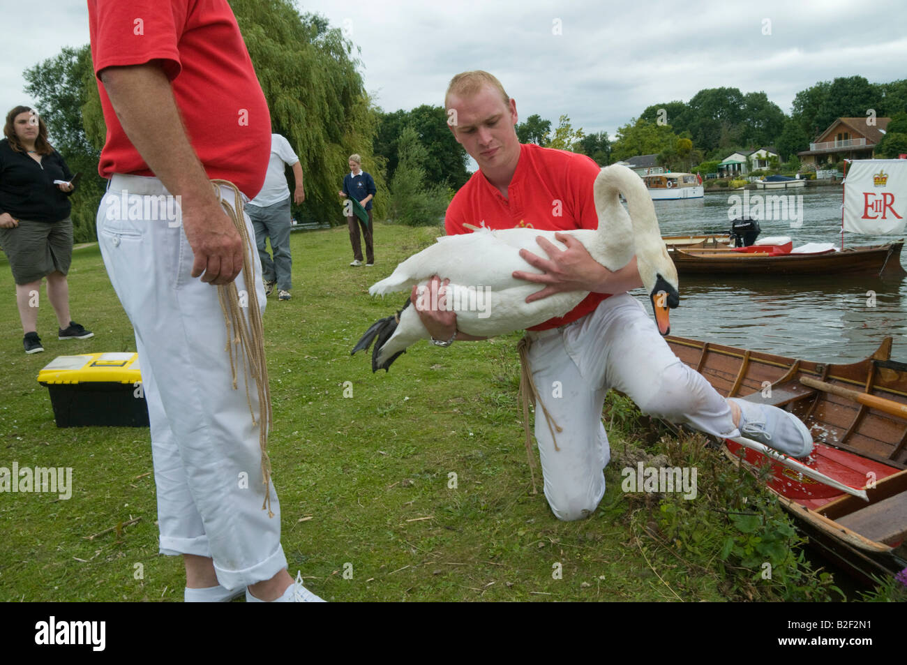 This swan with its tied feet sits quietly in the upper's arms as it is ...