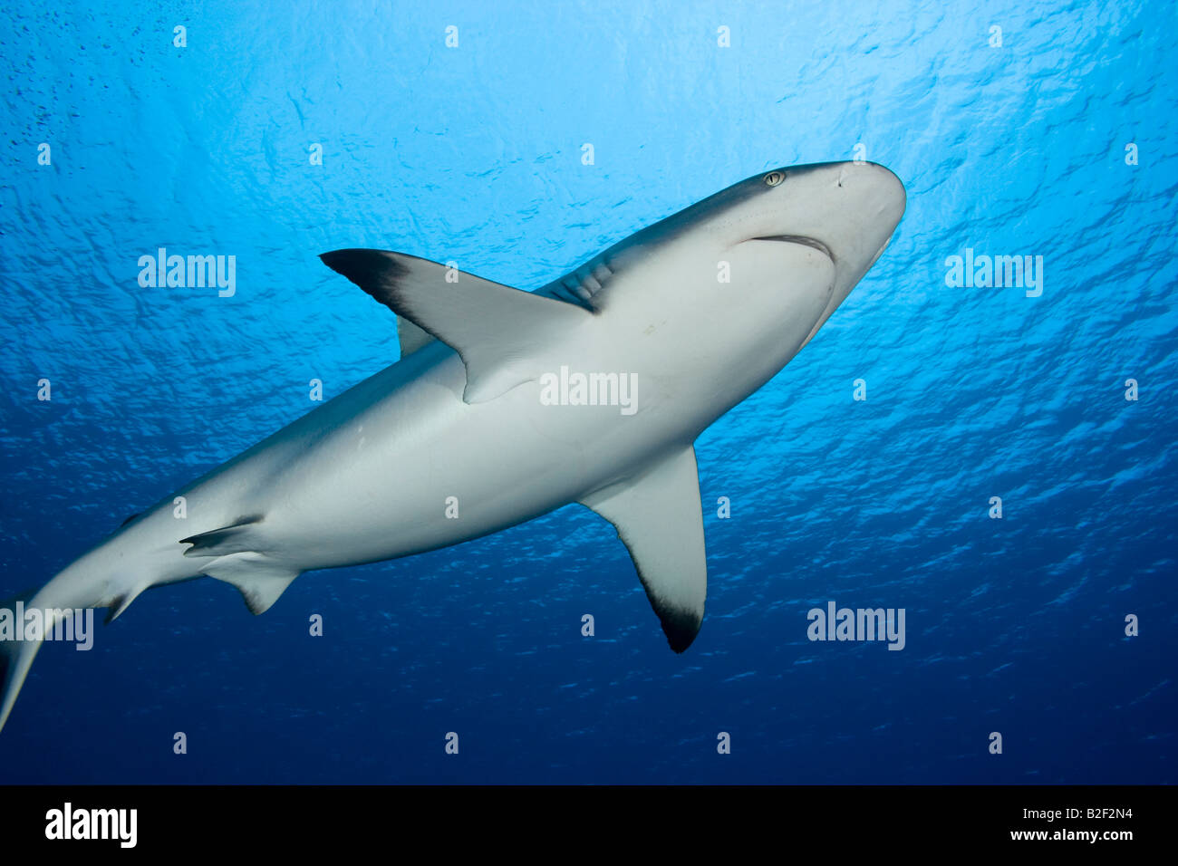 A gray reef shark, Carcharhinus amblyrhynchos, Yap, Micronesia Stock ...