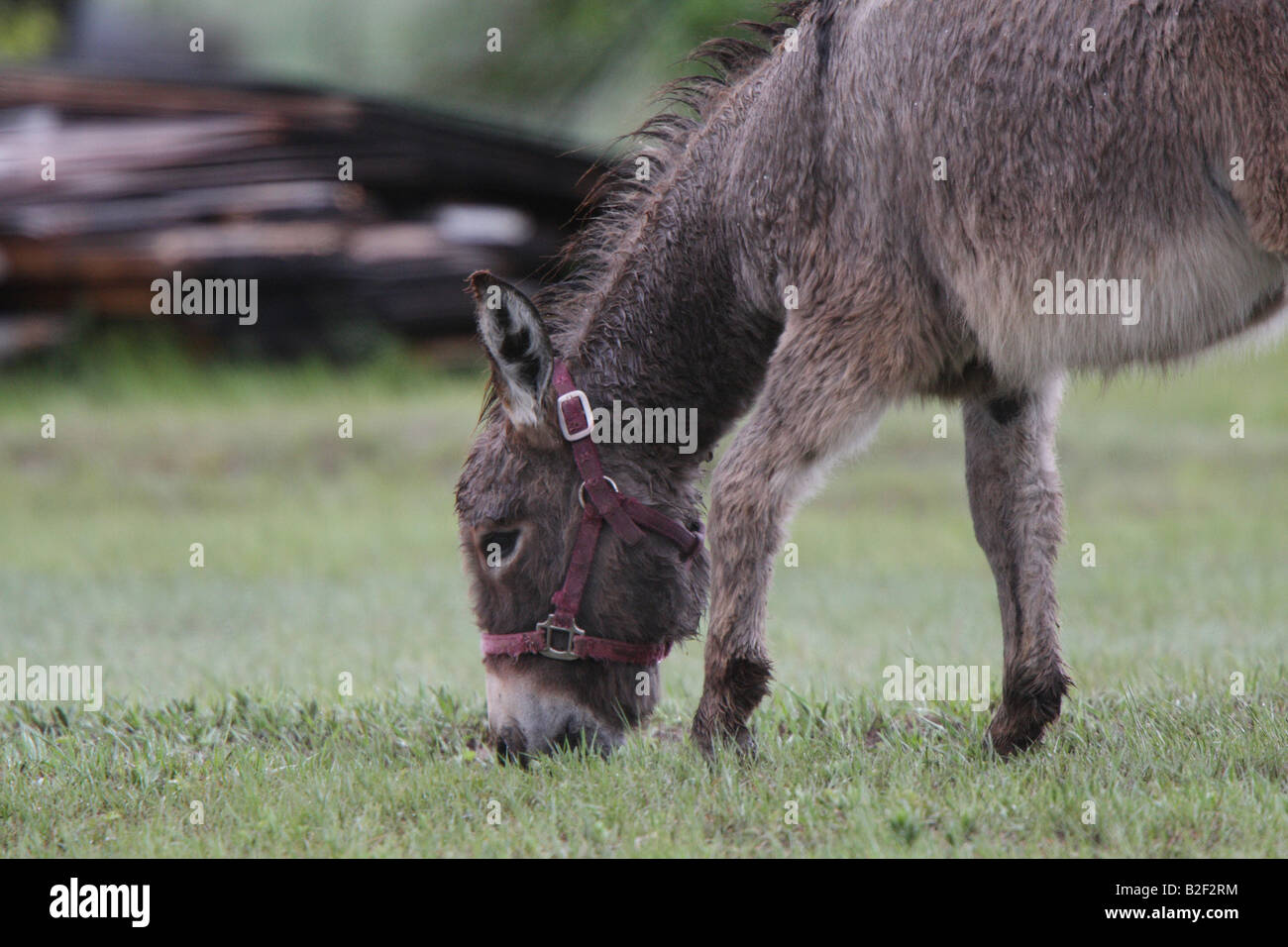 Donkey halter hi-res stock photography and images - Alamy