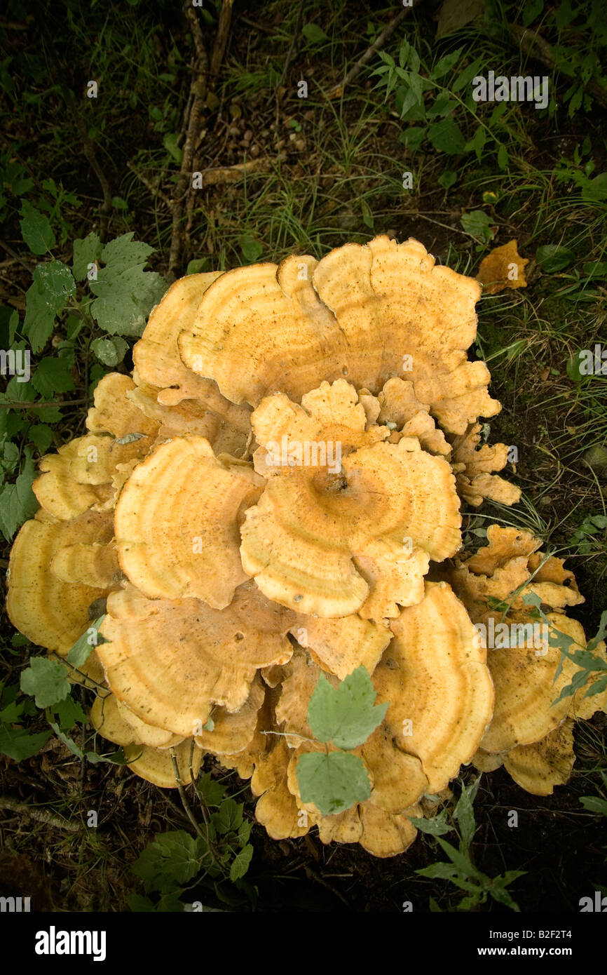 Large orange mushroom fungus on green grass and brown dirt forest floor ...
