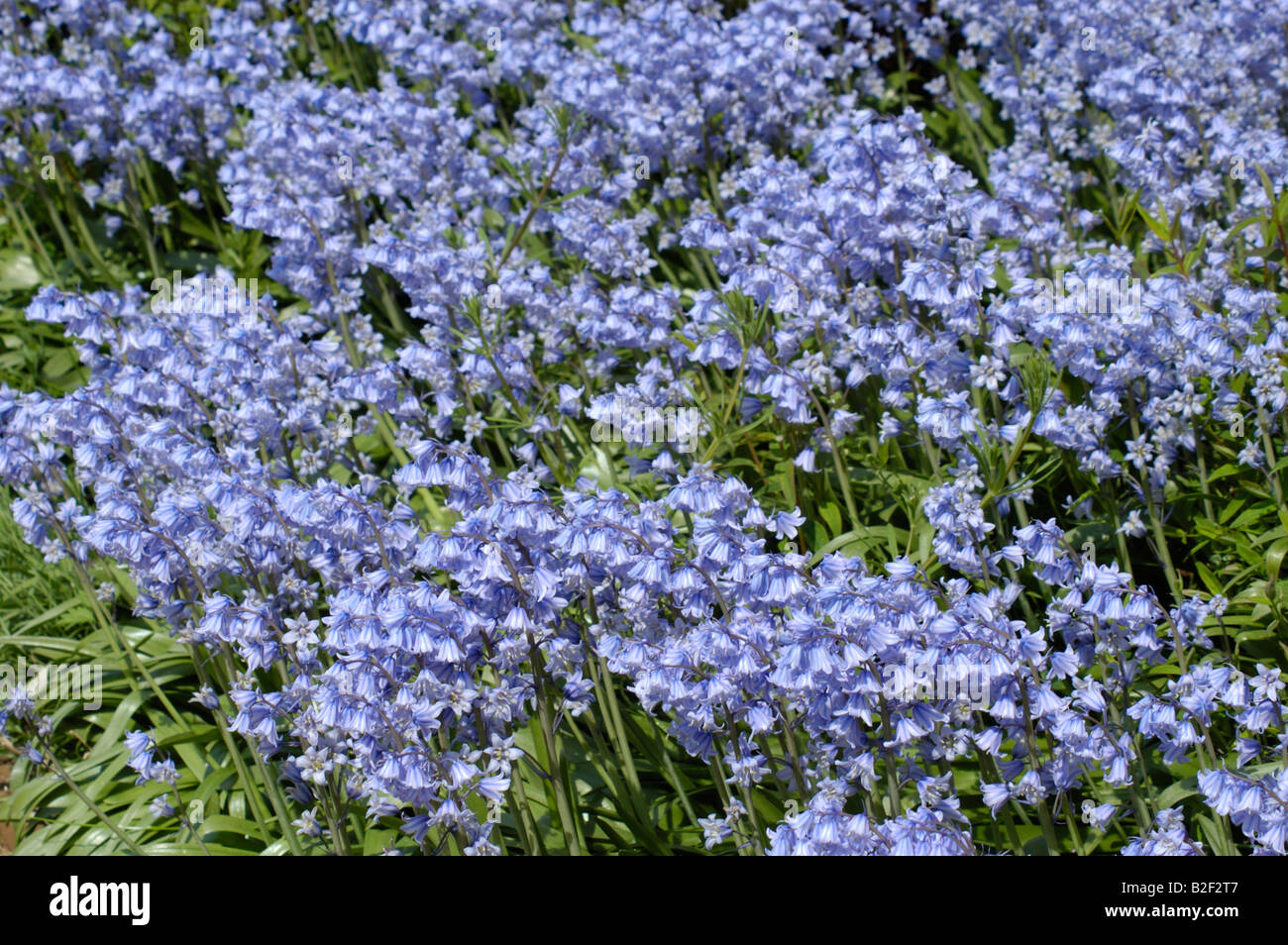 Spanish Bluebell ( Hyacinthoides hispanica Stock Photo - Alamy