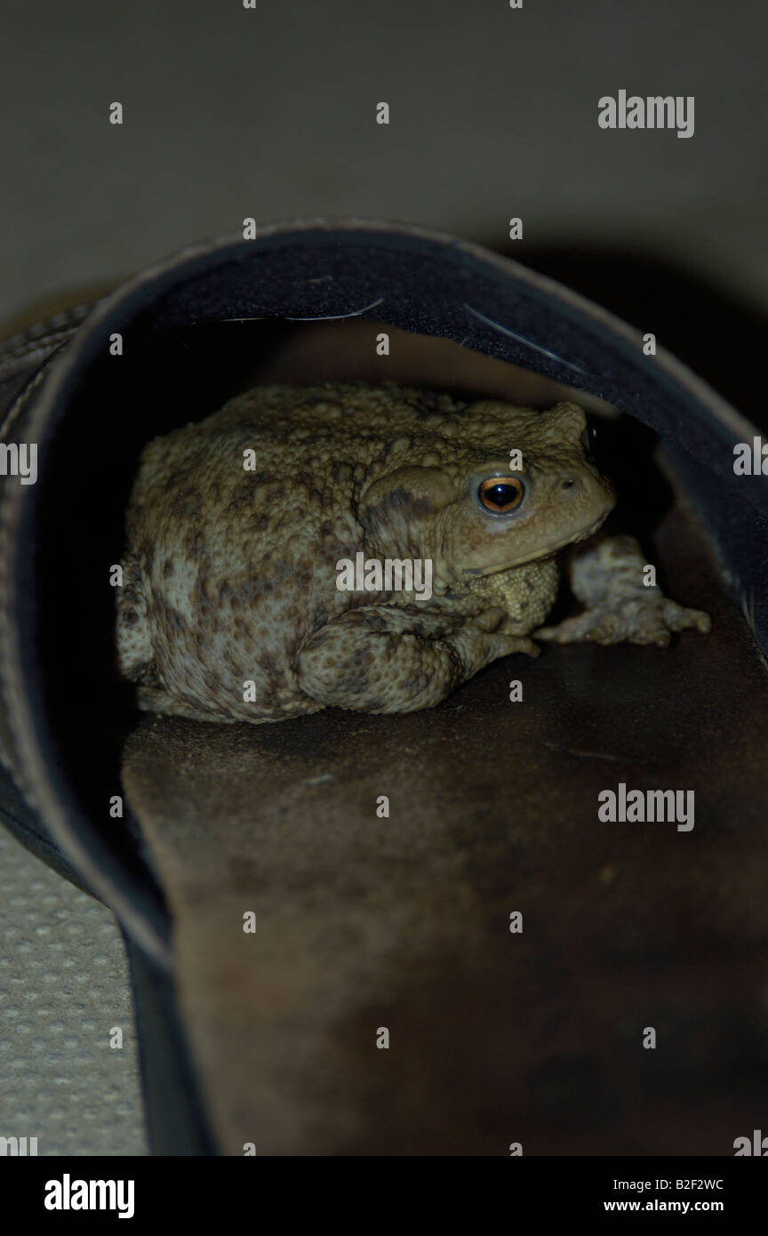 Common toad garden shelter hi-res stock photography and images - Alamy