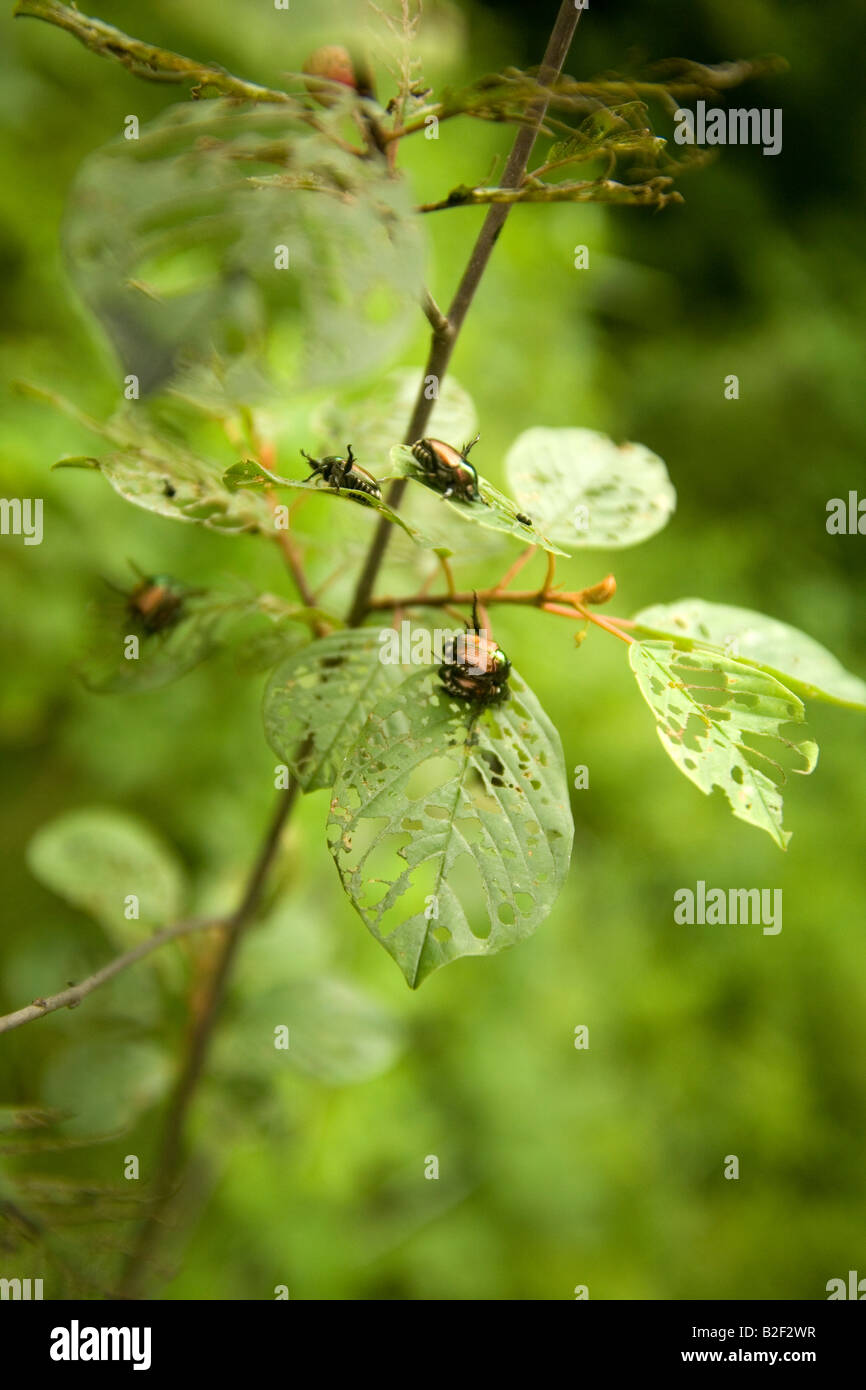 Japanese beetle invasion hi-res stock photography and images - Alamy