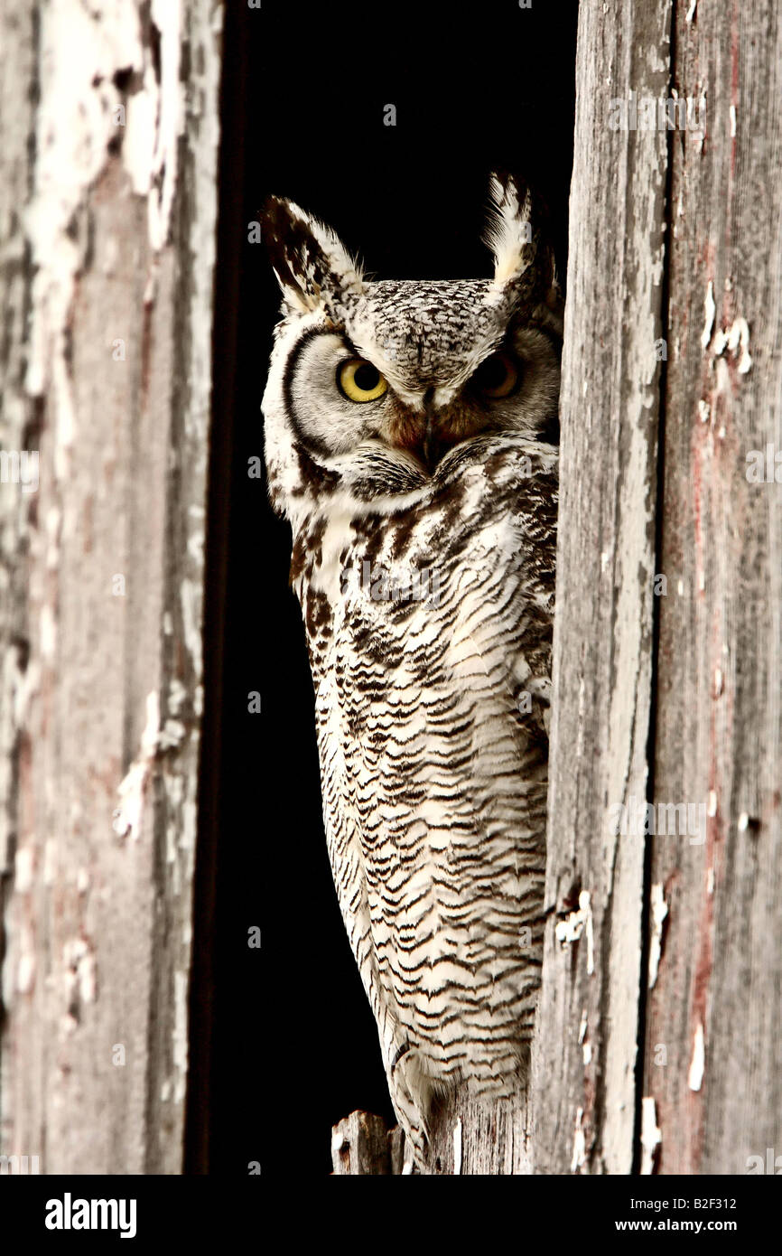 Great Horned Owl perched in barn window Stock Photo - Alamy