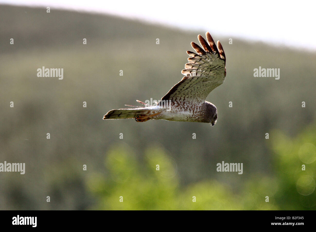 Male Northern Harrier in flight Stock Photo - Alamy