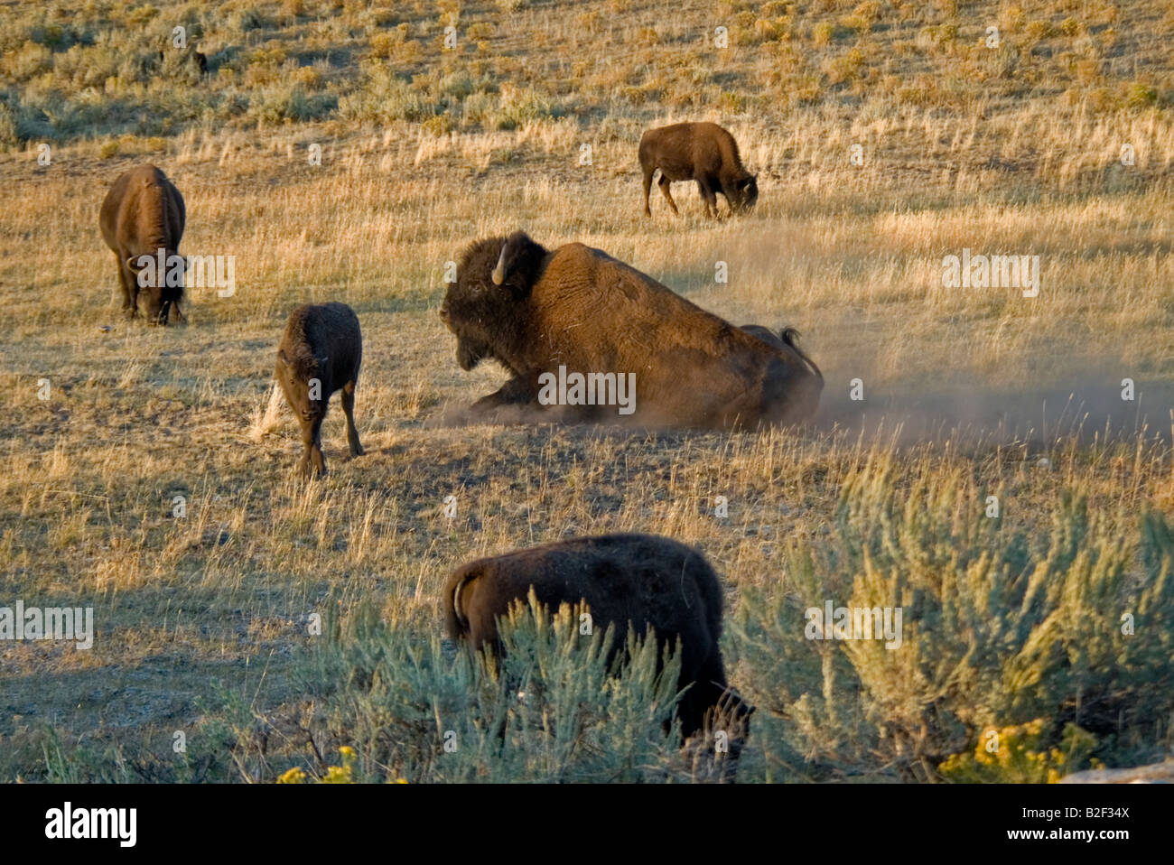 Buffalo having a bath hi-res stock photography and images - Alamy