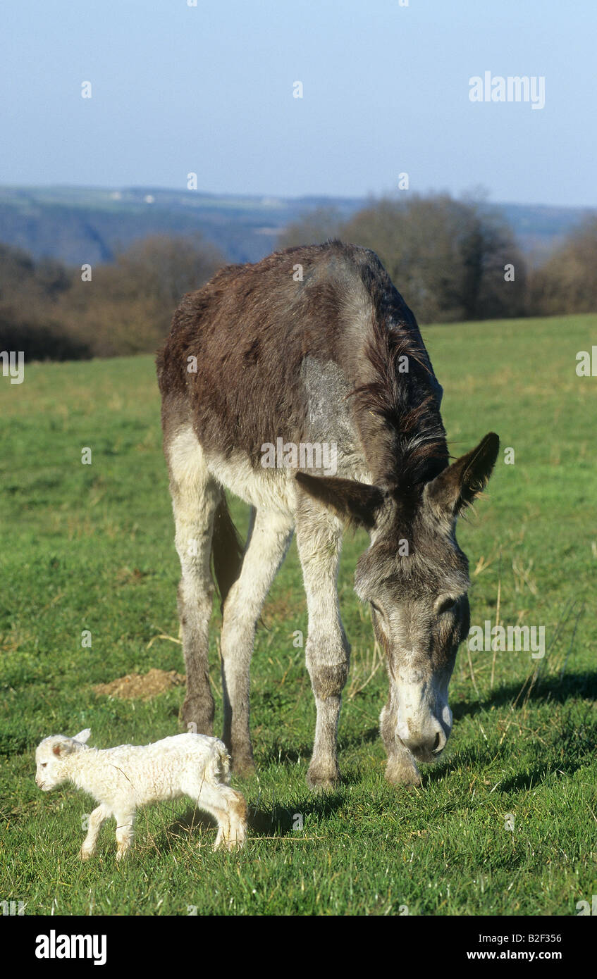 Donkey Cub Meadow High Resolution Stock Photography and Images - Alamy