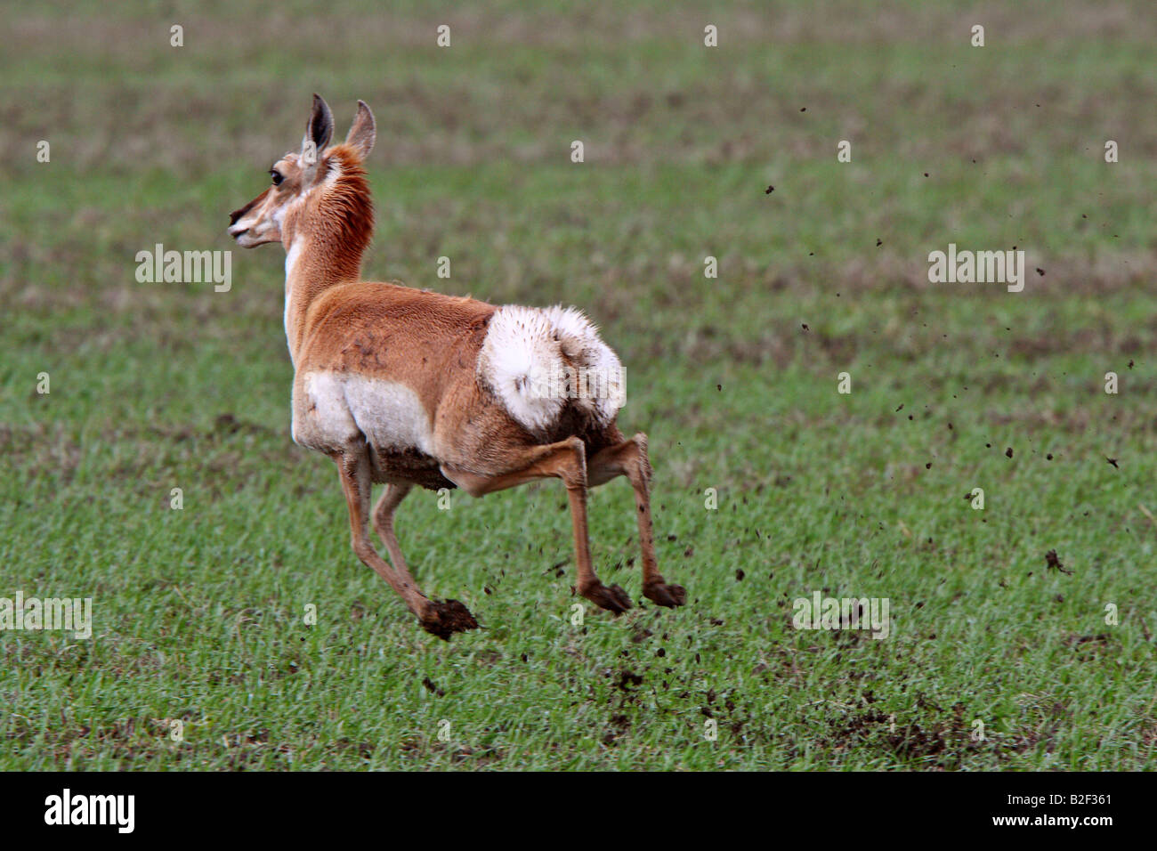 Pronghorned Antelope running through field Stock Photo - Alamy