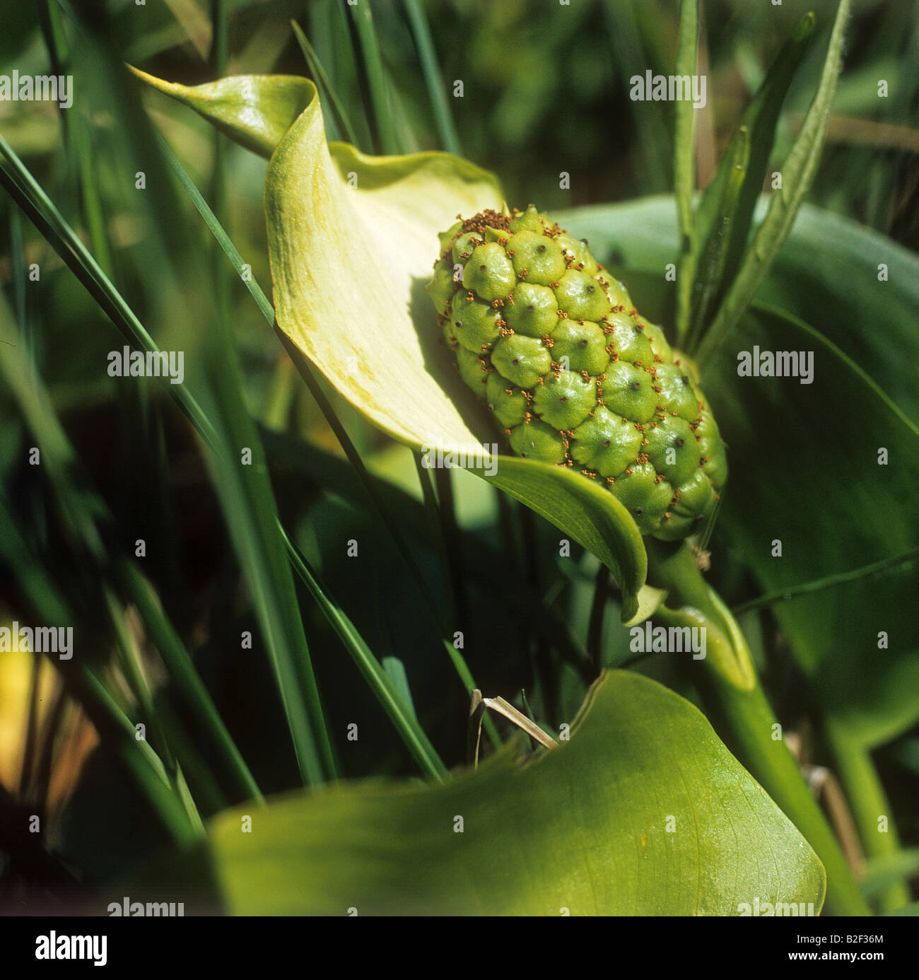 wild arum / Calla palustris Stock Photo - Alamy
