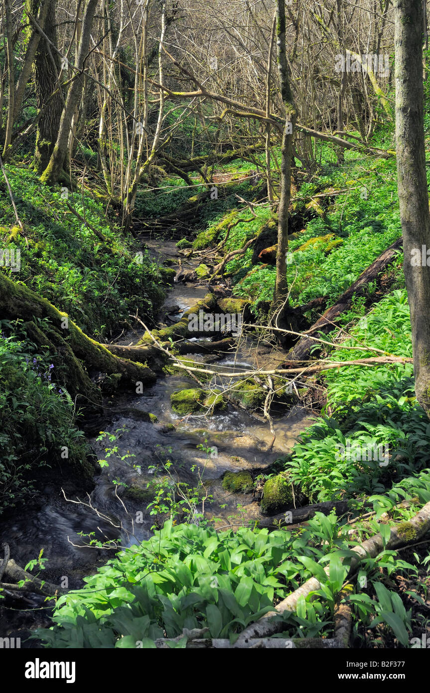 Woodland Stream Midger Wood Stock Photo - Alamy