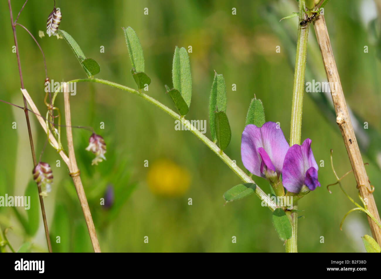 Vicia sativa wildflower hi-res stock photography and images - Alamy