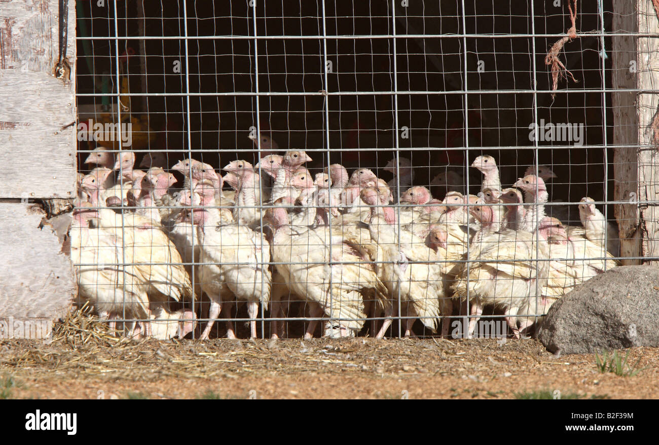 Domestic turkeys in coup Stock Photo - Alamy