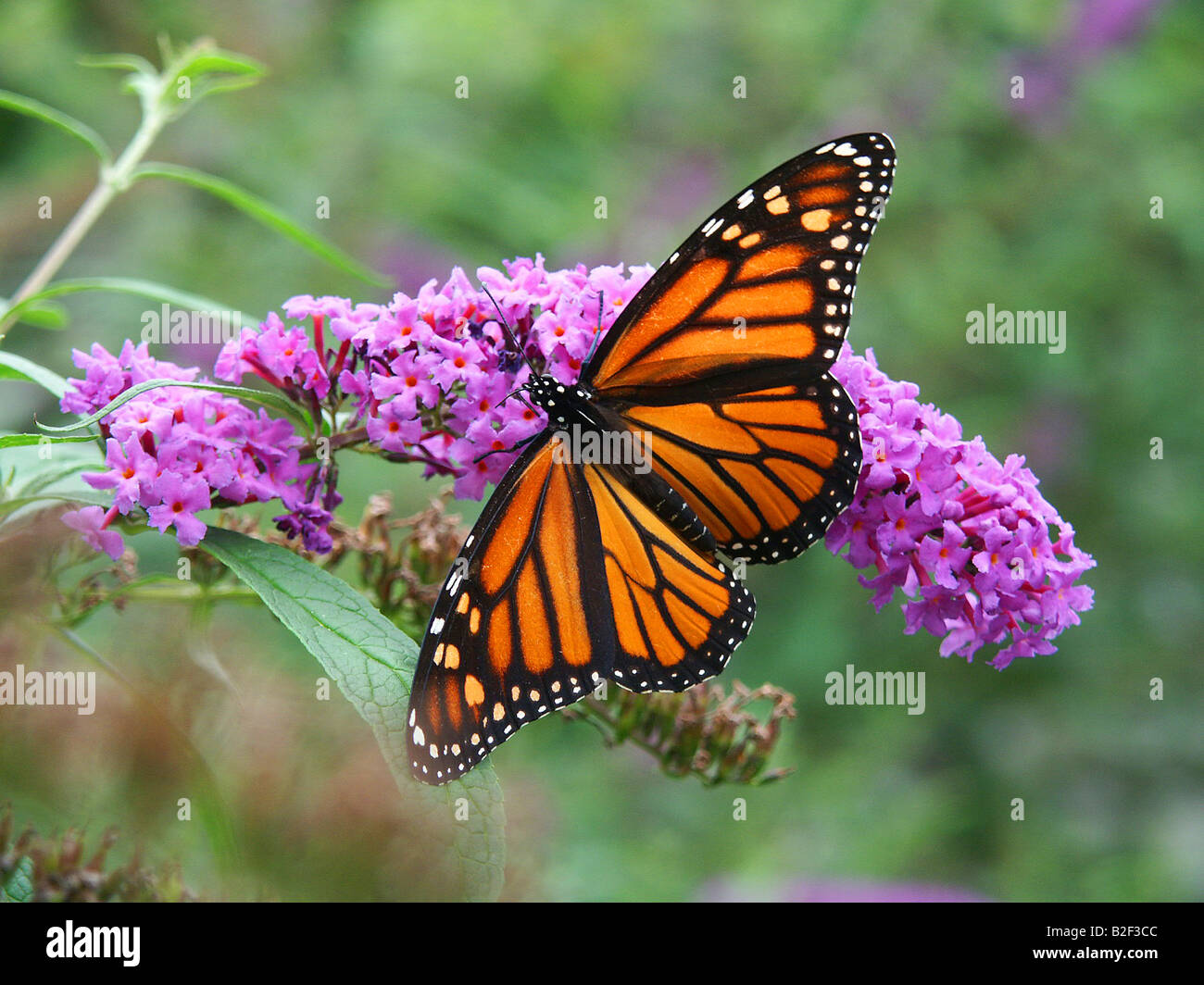 Monarch on flowers hi-res stock photography and images - Alamy