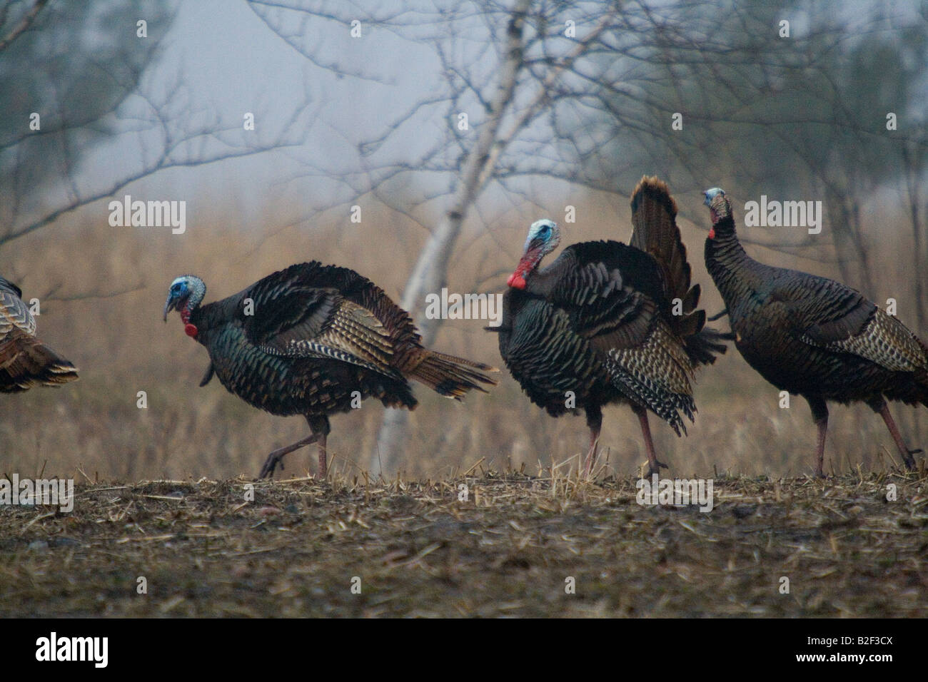 Jake eastern wild turkey in spring Stock Photo - Alamy