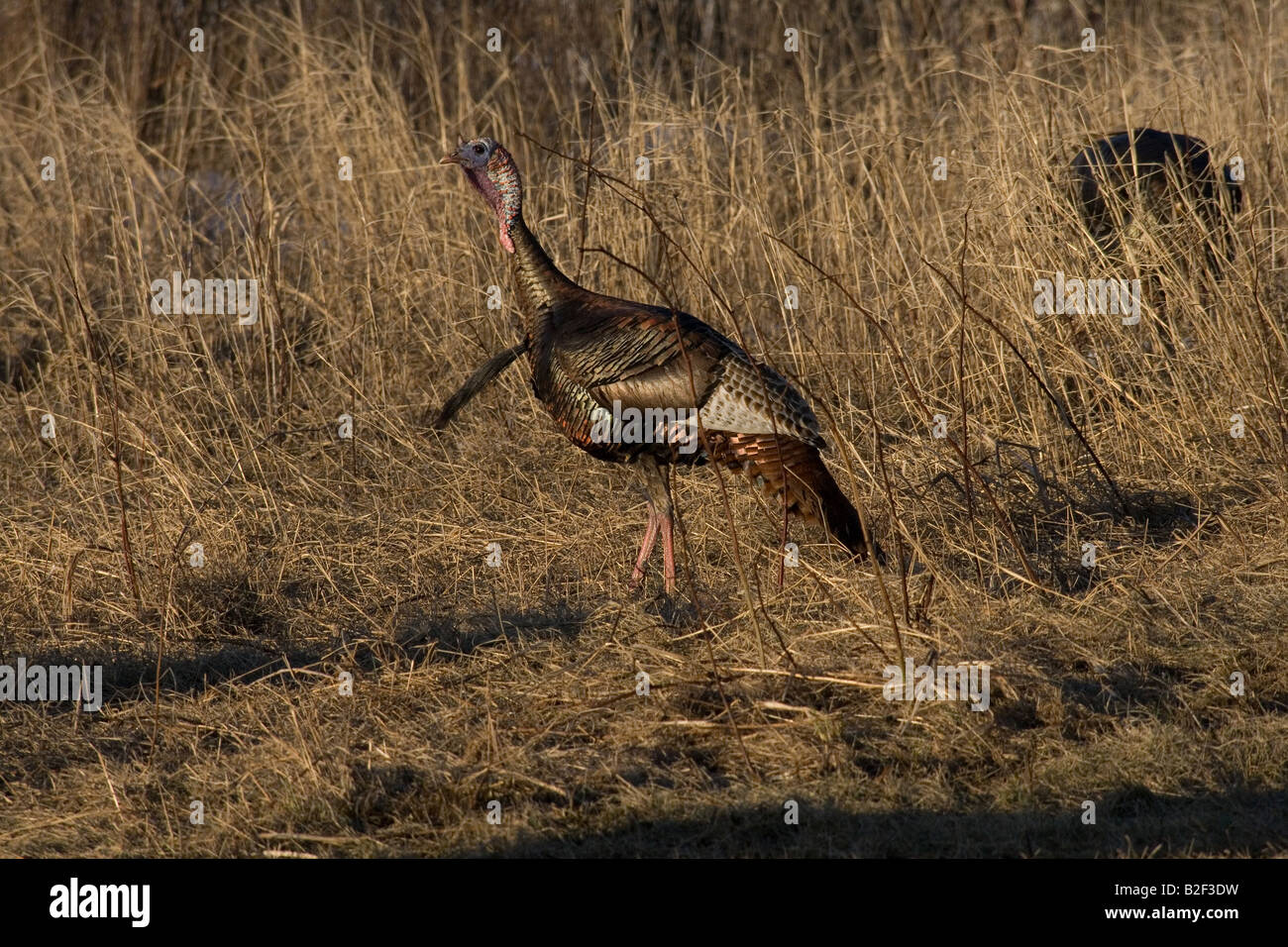 Male wild turkey in spring Stock Photo - Alamy