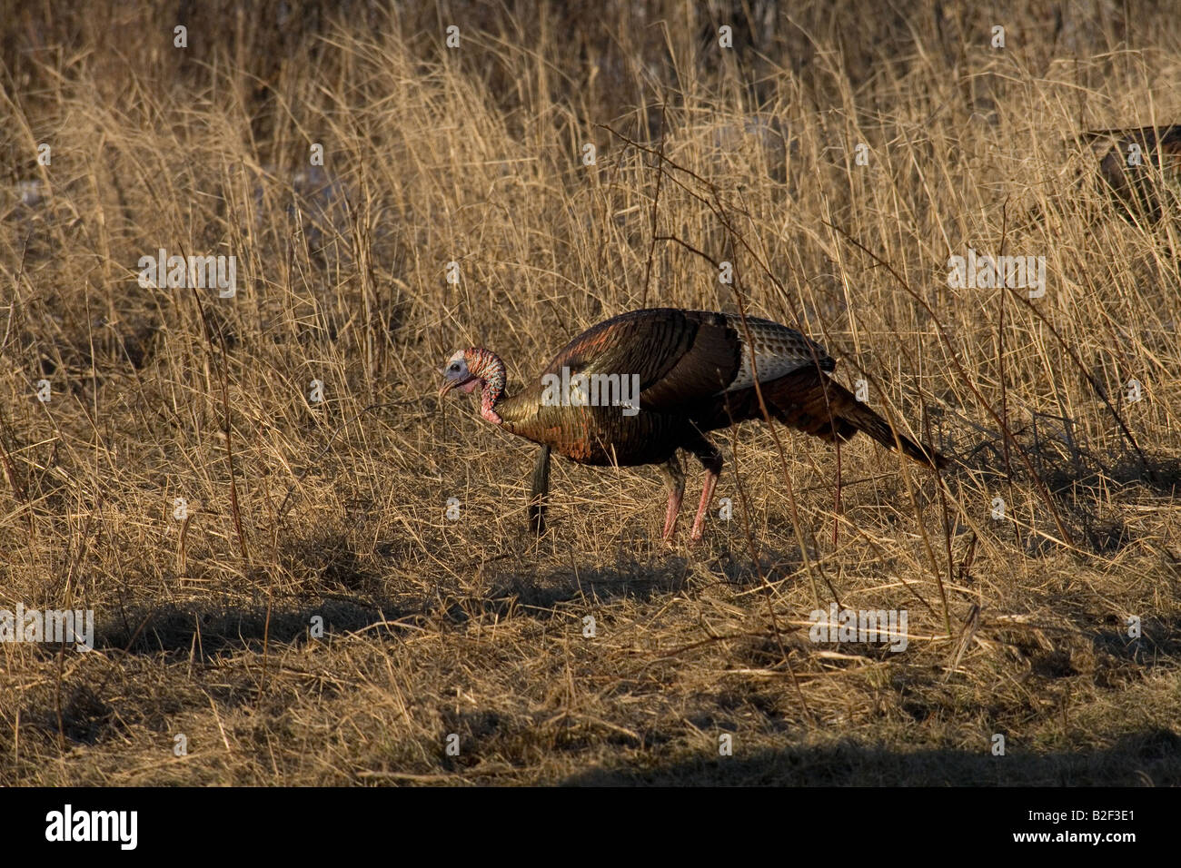Male wild turkey in spring Stock Photo - Alamy