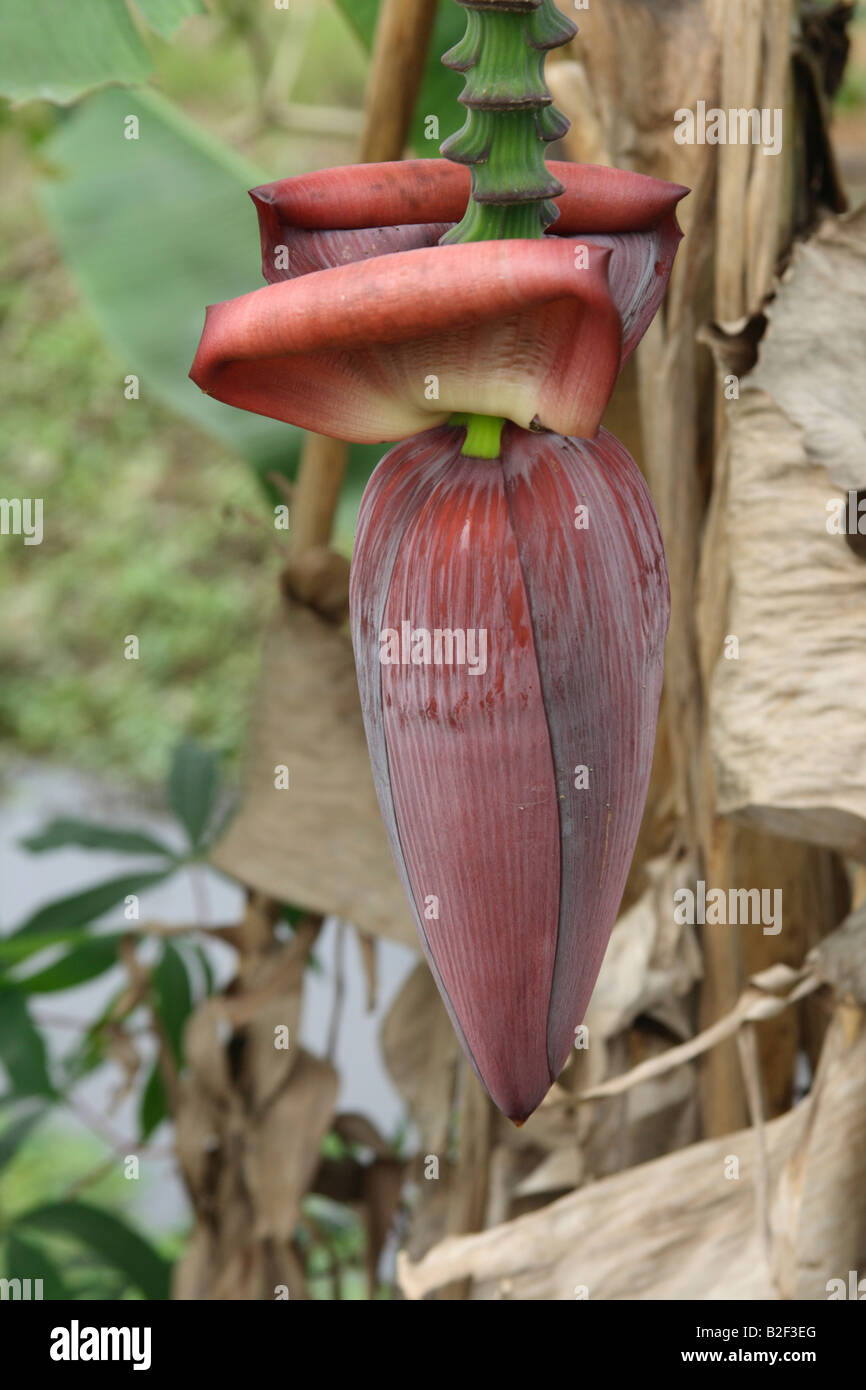 Banana heart hi-res stock photography and images - Alamy